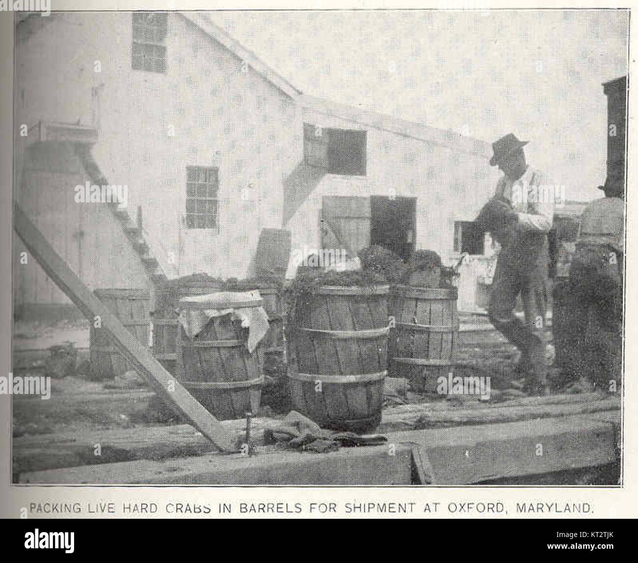This image shows workers packing live hard crabs in barrels for ...