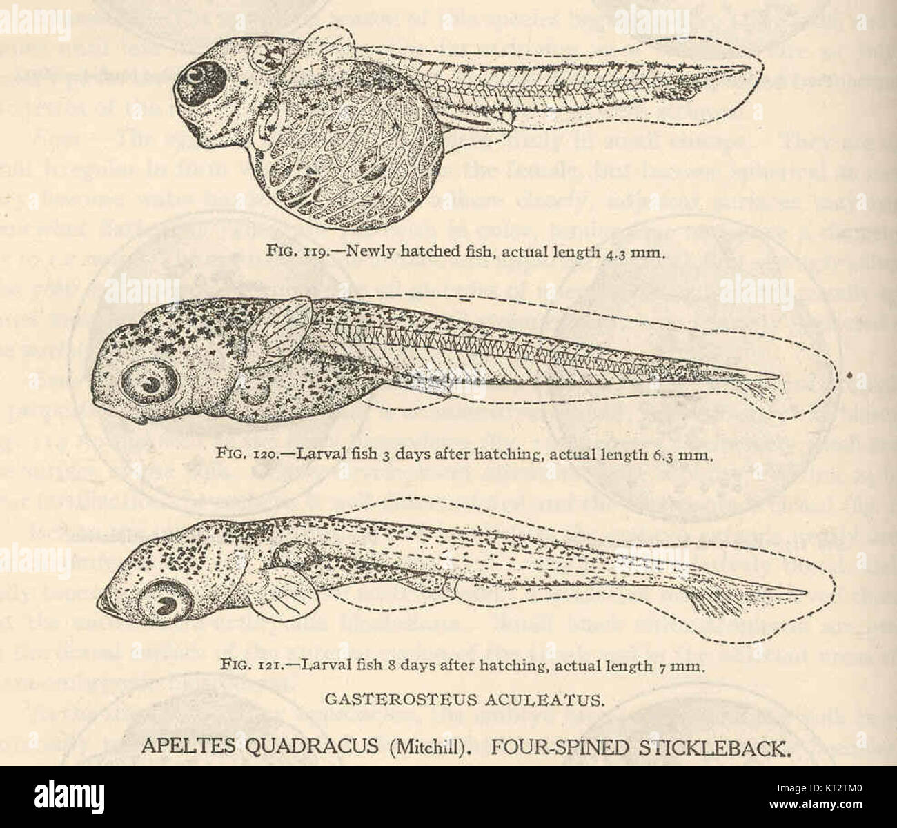 Three spined stickleback gasterosteus aculeatus hi-res stock ...