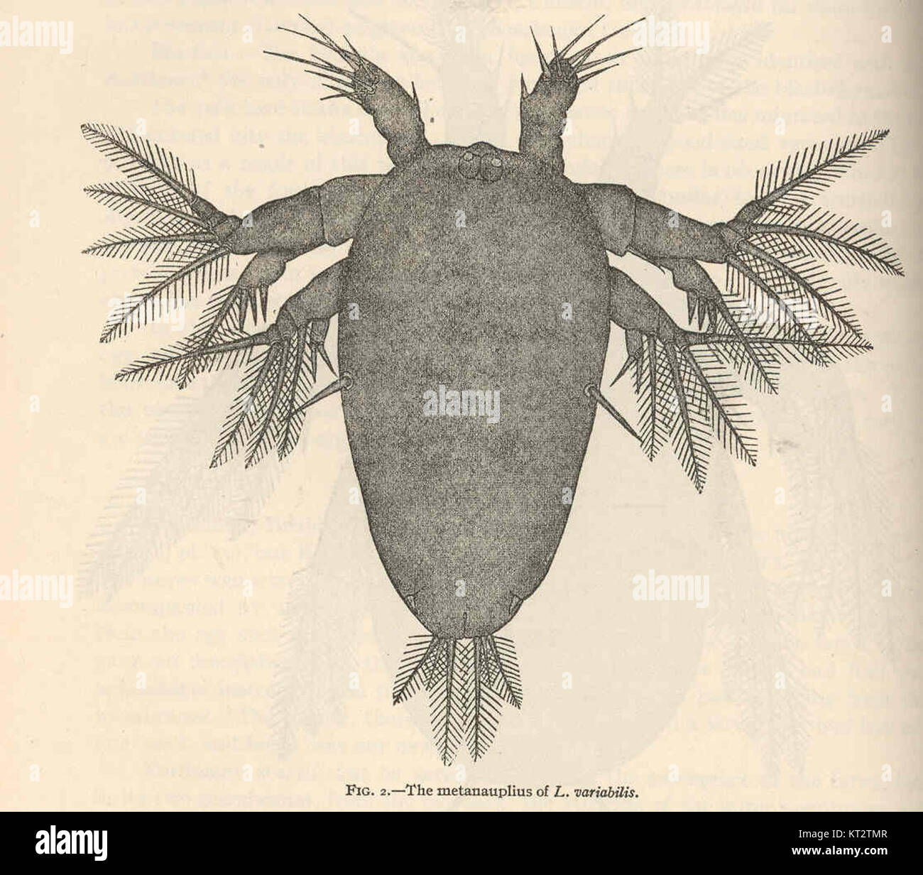 A microscopic image of the metanauplius larval stage of L. variabilis ...