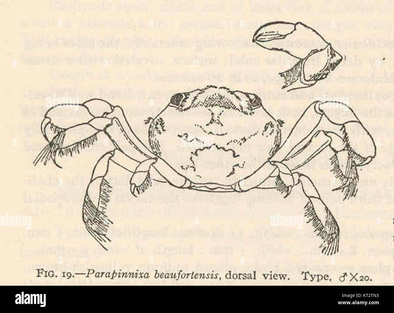 This image shows the dorsal view of the Parapinnixa beaufortensis, a ...