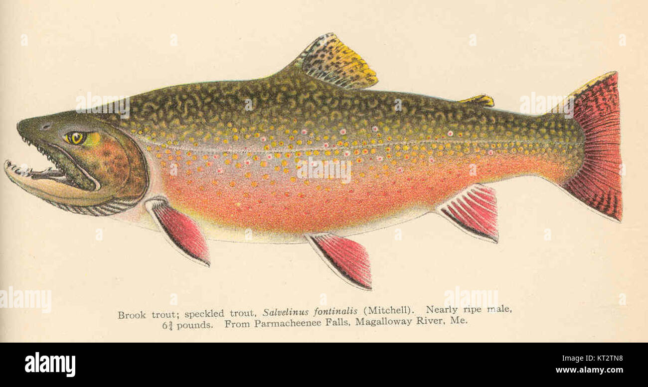 A specimen of Brook Trout (Salvelinus fontinalis) caught from ...