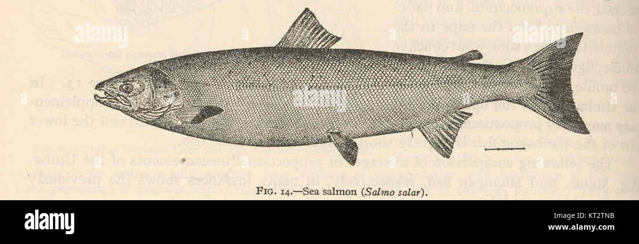 Salmo solar hi-res stock photography and images - Alamy