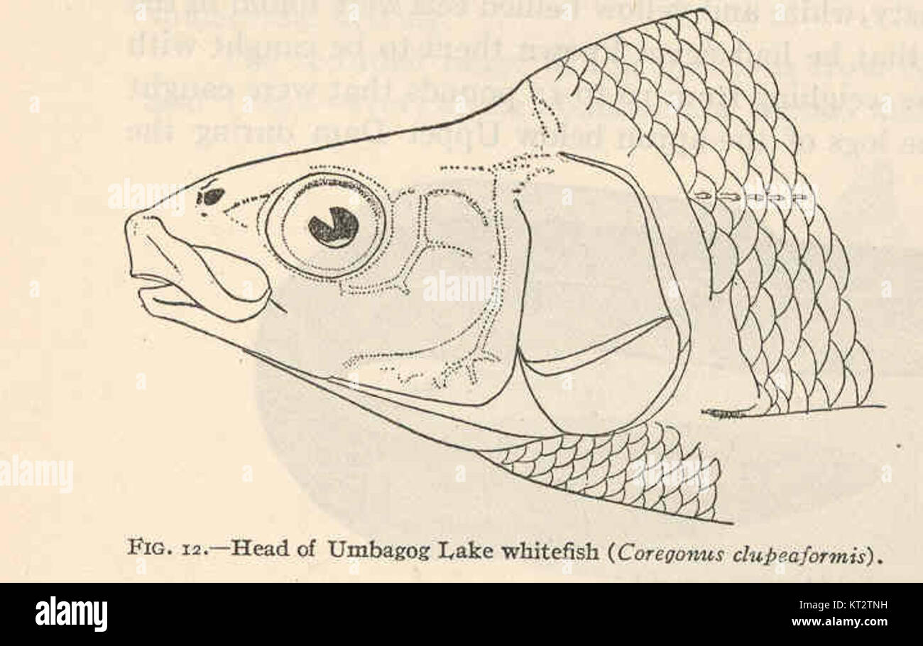 The whitefish (Coregonus clupeaformis), found in Umbagog Lake, is a ...