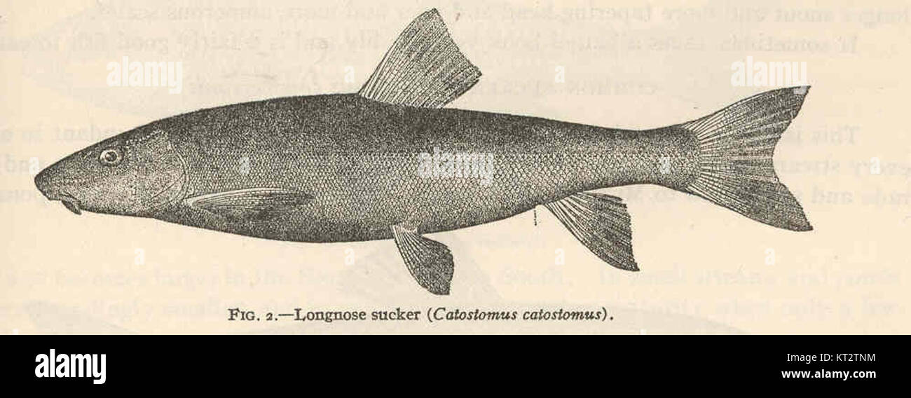 The Longnose sucker (Catostomus catostomus) is a species of freshwater ...