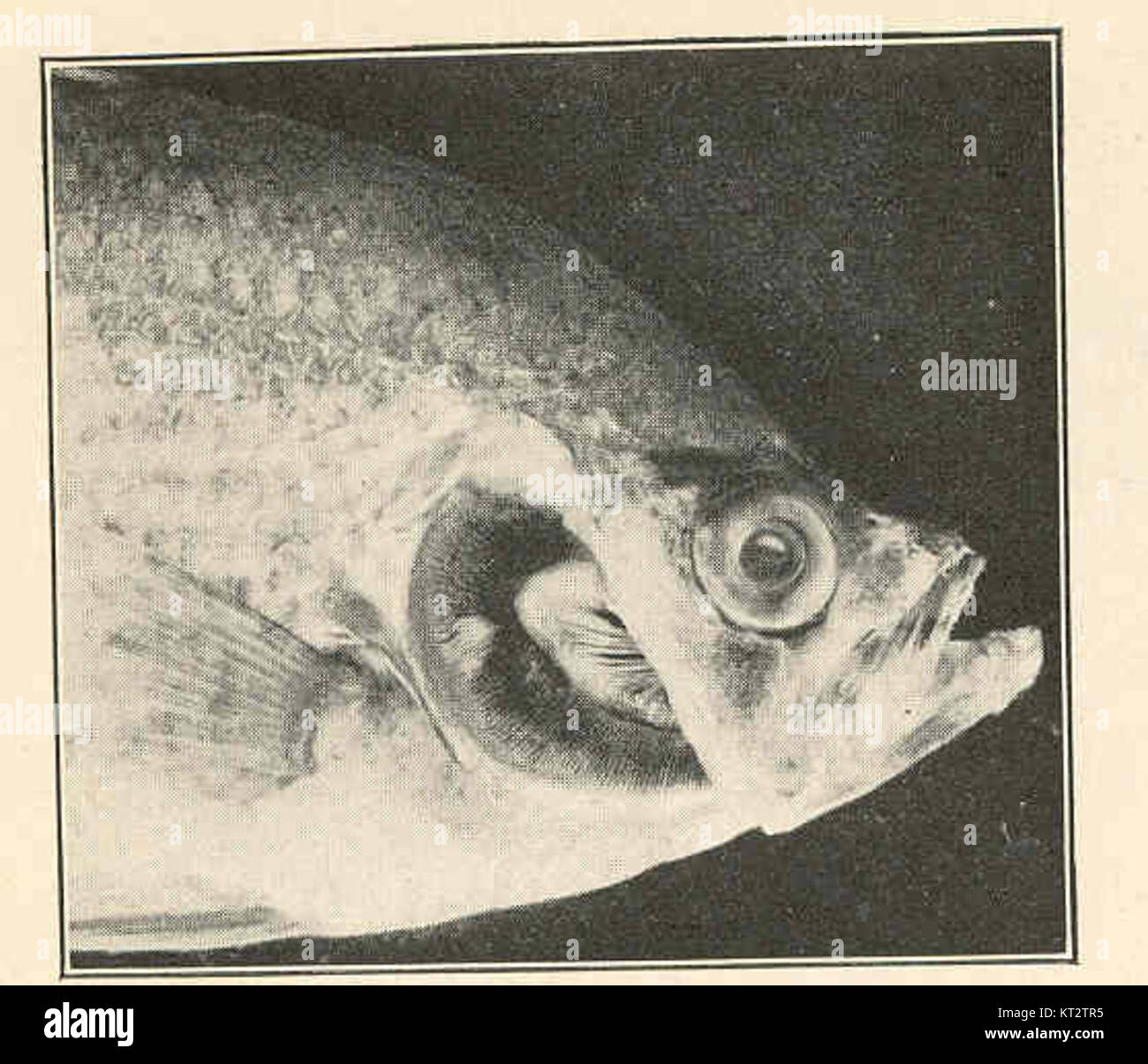 A detailed anatomical image of a crappie fish (Pomoxis sparoides ...