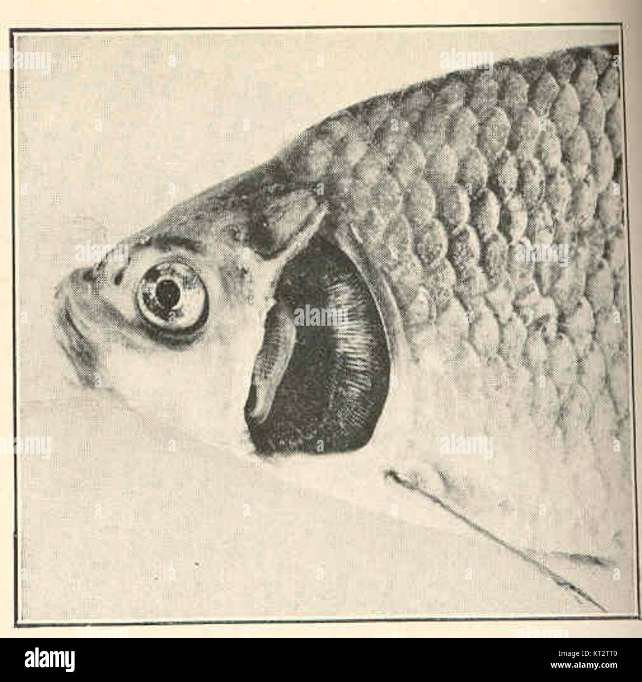 Operculum of a fish hi-res stock photography and images - Alamy