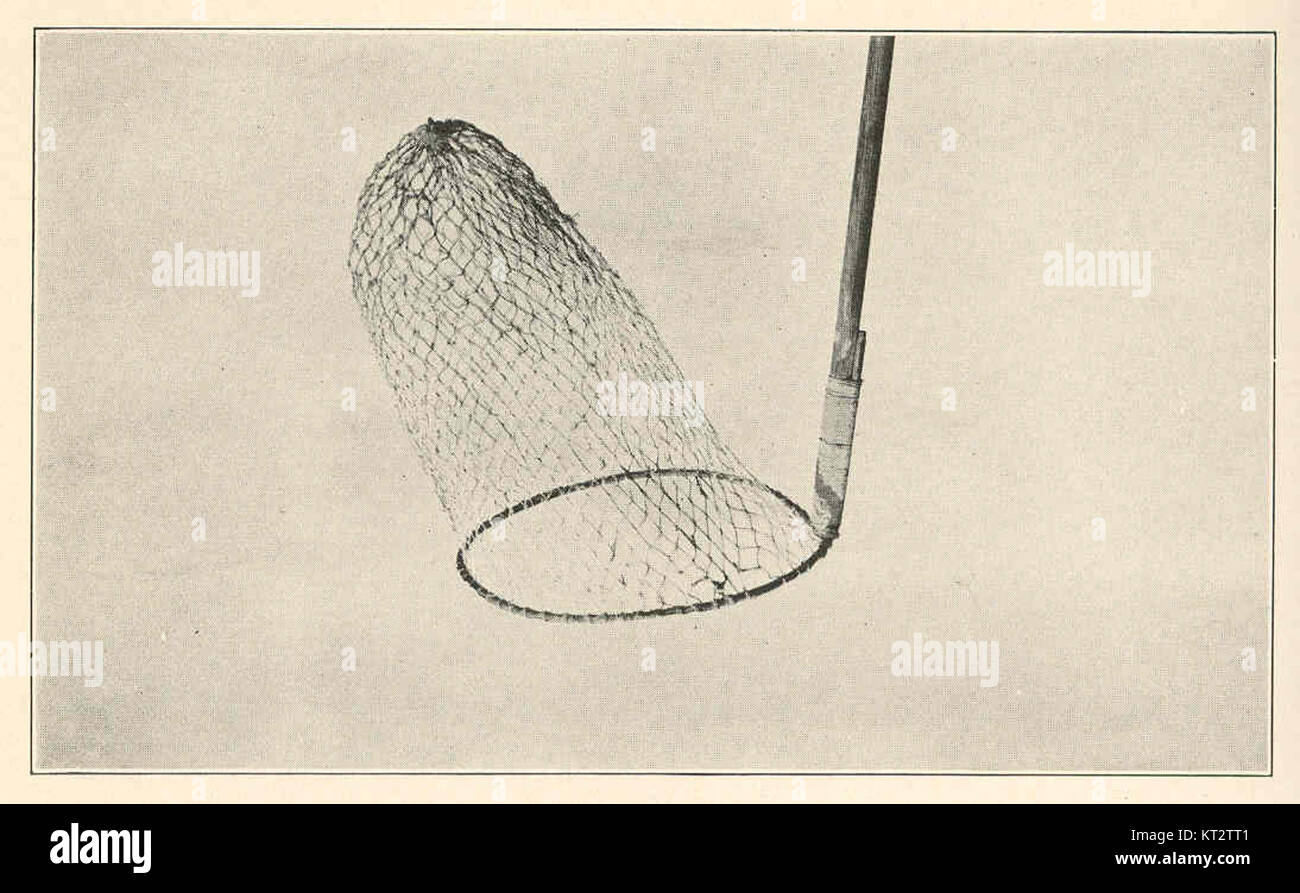 The '39059 Bully net' is a type of fishing net used for catching ...