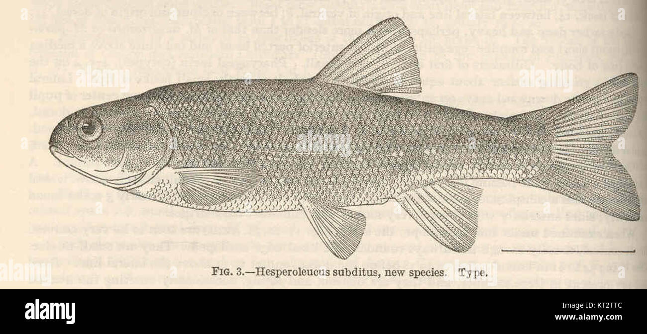 Hesperoleucus hi-res stock photography and images - Alamy