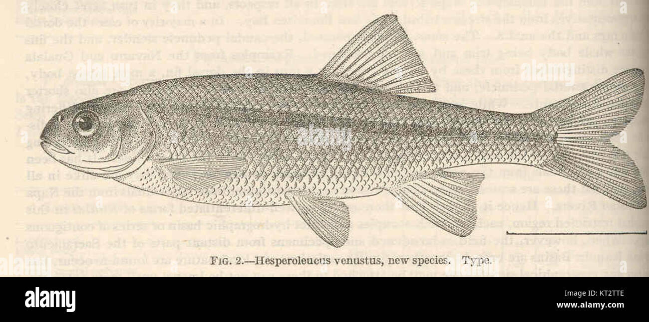 39078 Hesperoleucus venustus, new species Type Stock Photo - Alamy