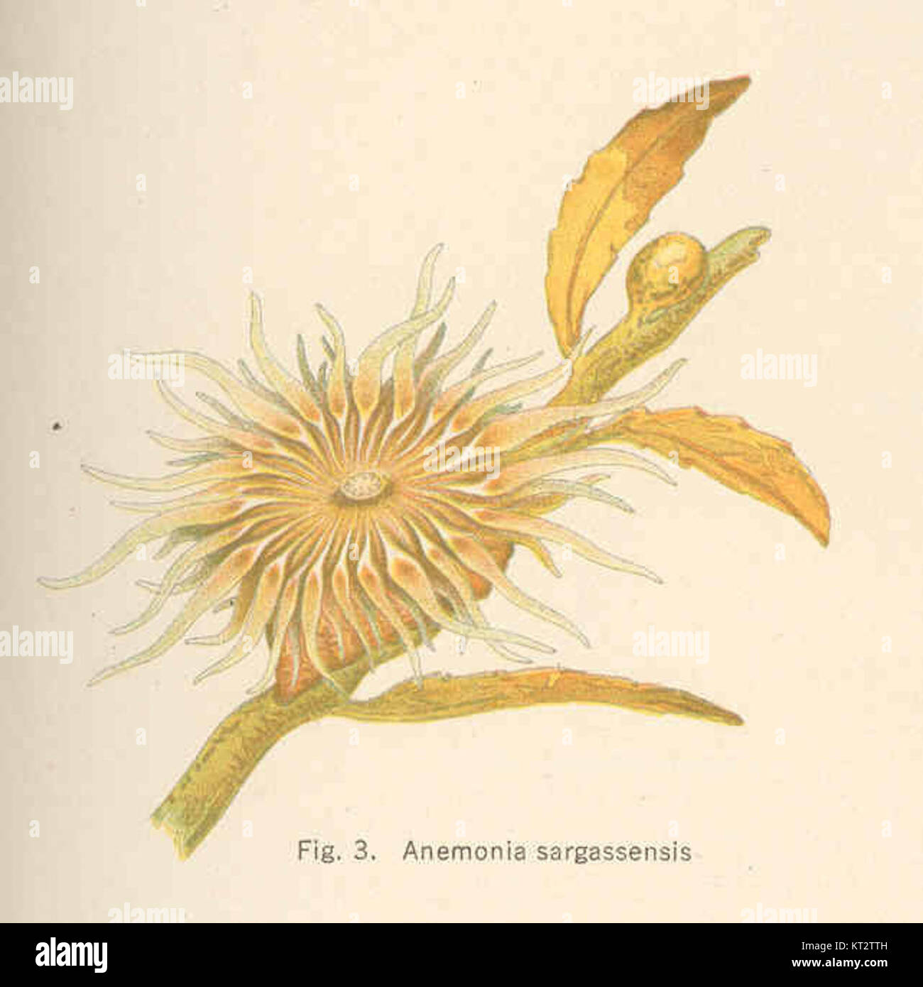 Sargassensis hi-res stock photography and images - Alamy