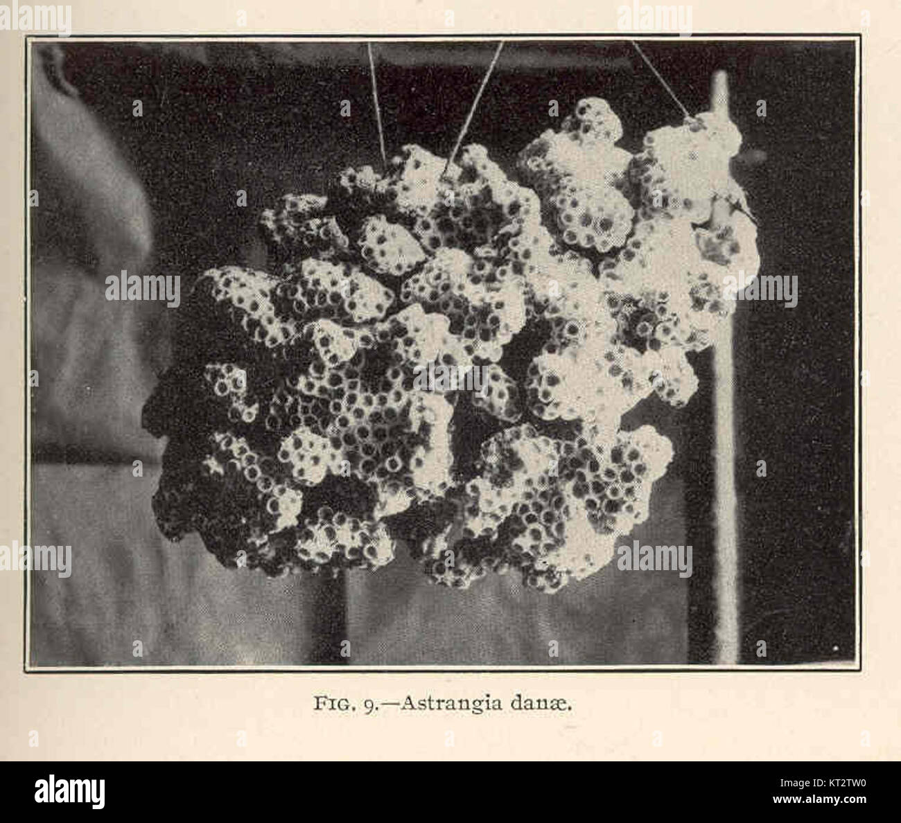 Astrangia danae is a species of coral found in marine environments ...