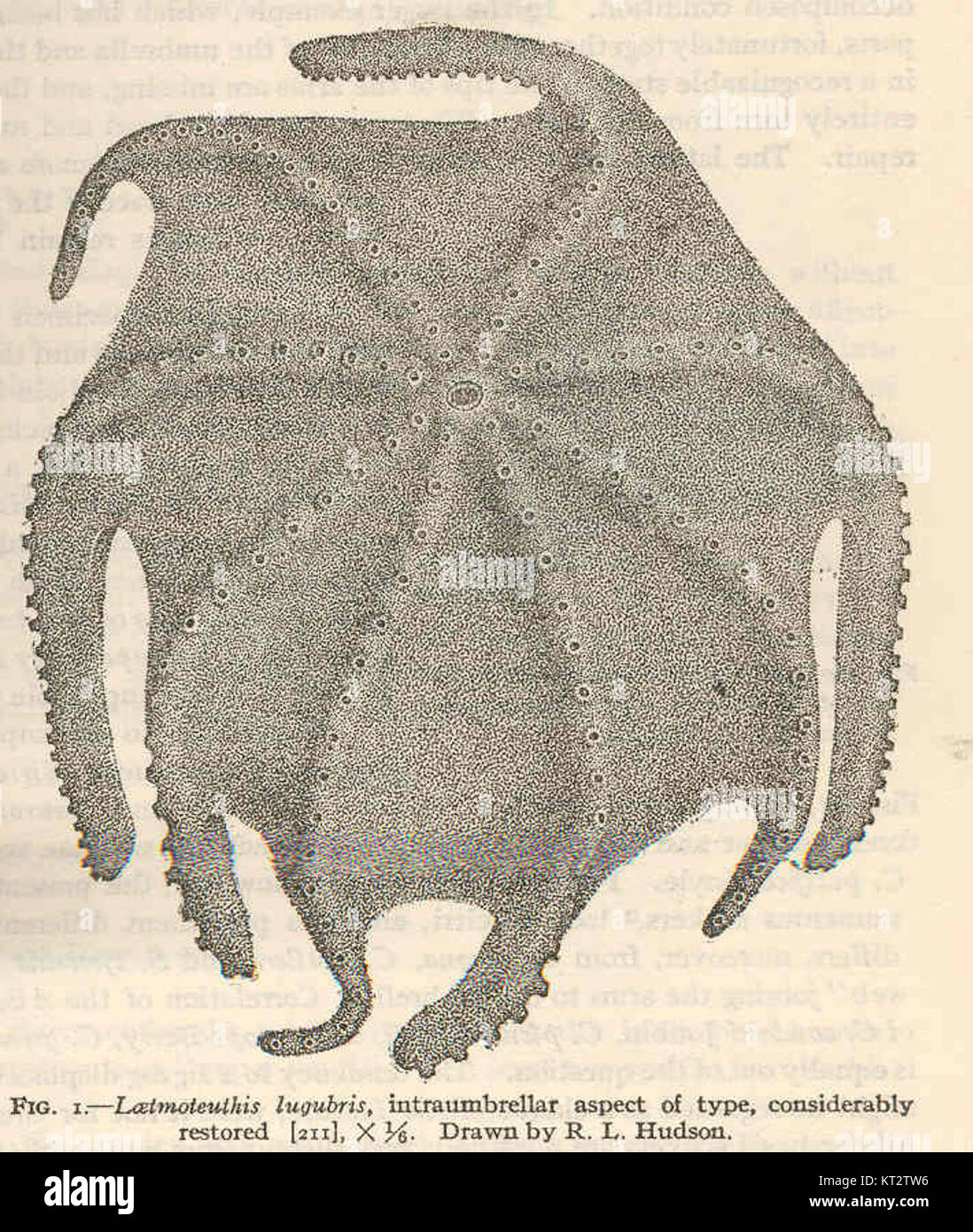 The specimen Laetmoteuthis lugubris, identified by catalog number 39090 ...