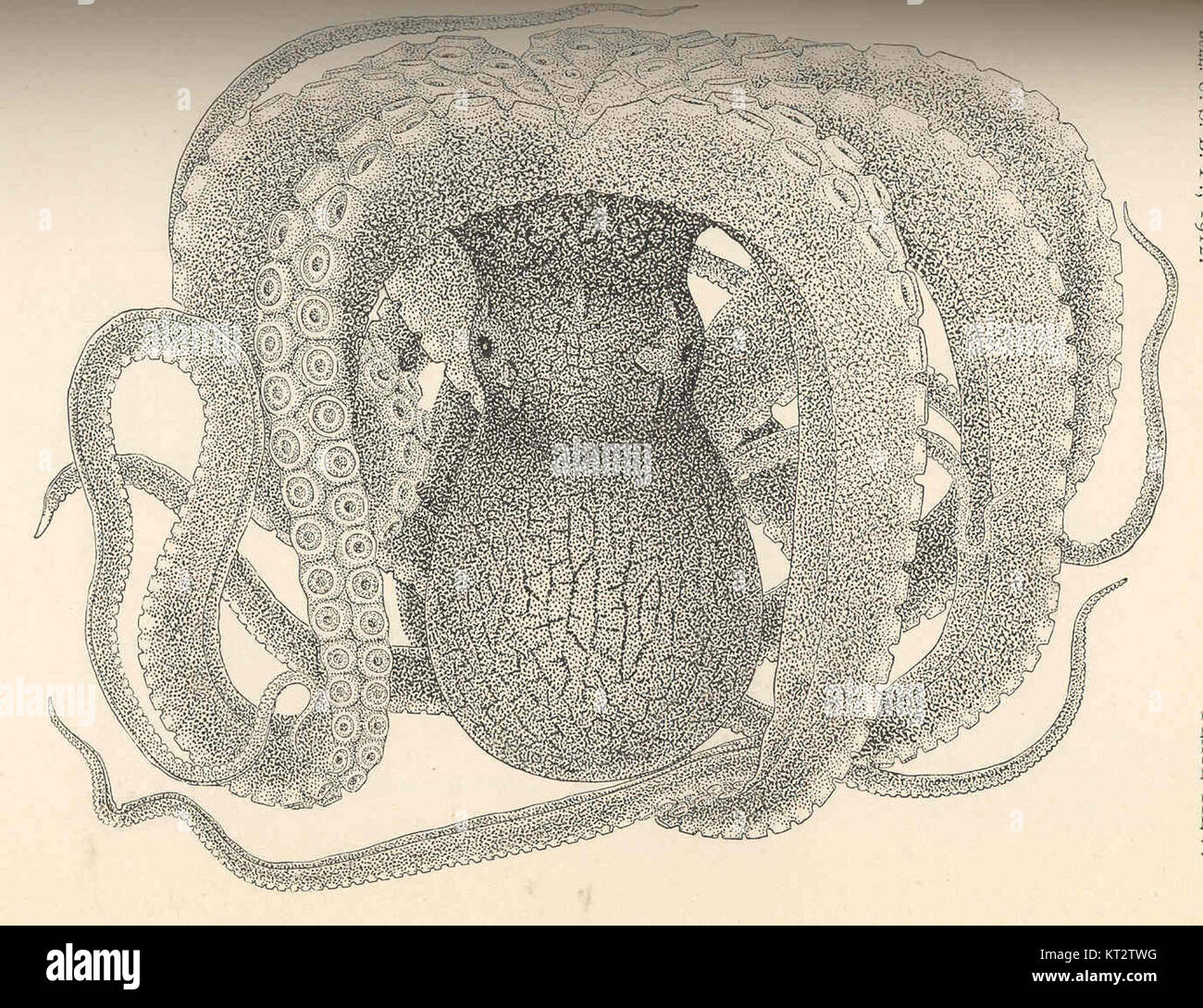 Polypus marmoratus hi-res stock photography and images - Alamy