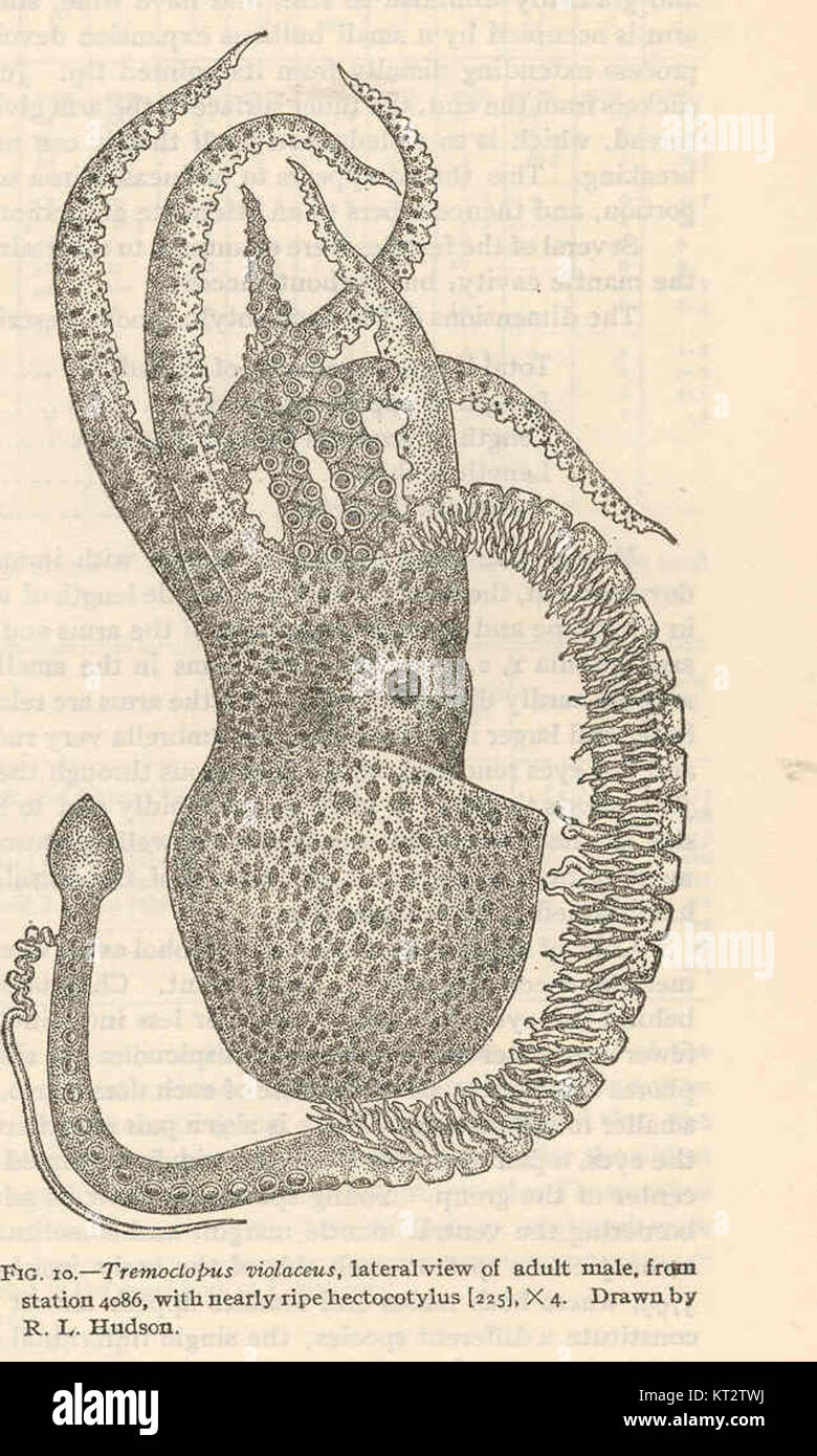 The Tremoctopus violaceus, a species of octopus, is shown in this ...