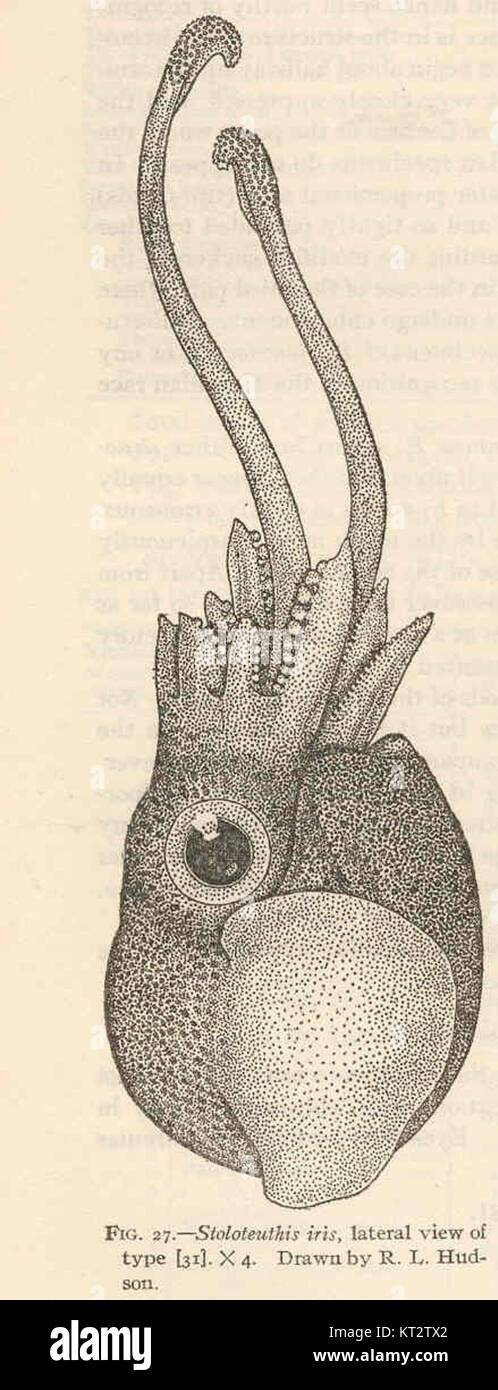 Cephalopod fossil hi-res stock photography and images - Alamy