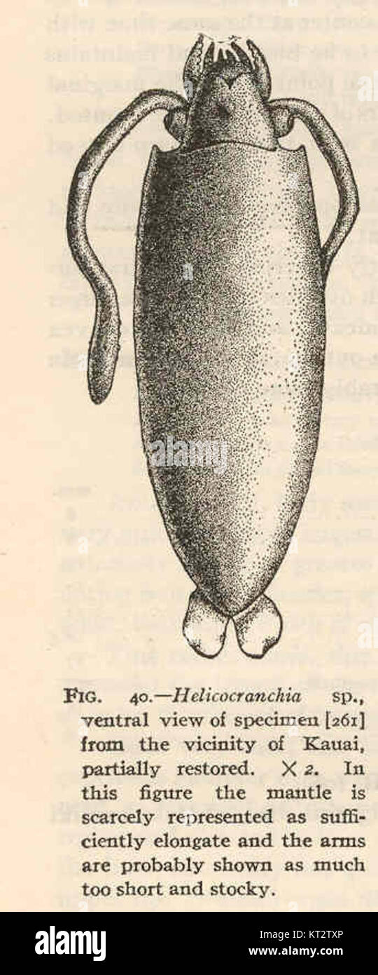 This ventral view of Helicocranchia sp., a type of deep-sea squid ...