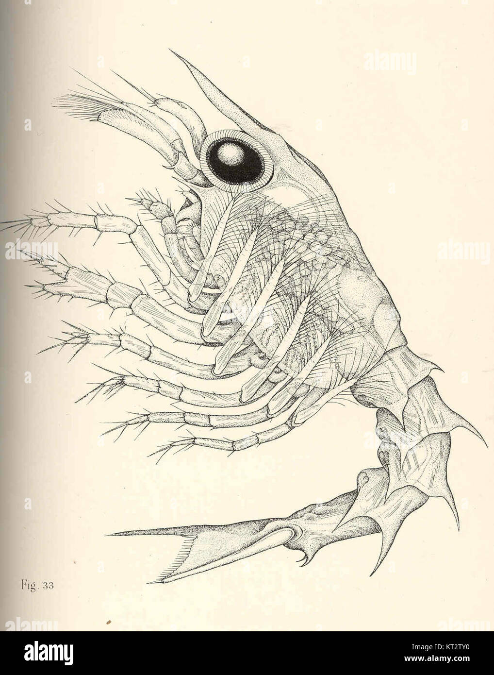 Crucial life cycle stage hi-res stock photography and images - Alamy