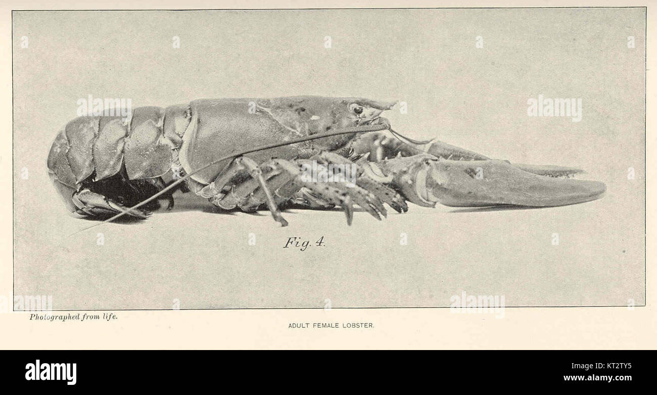 Crustacean exoskeleton hi-res stock photography and images - Alamy