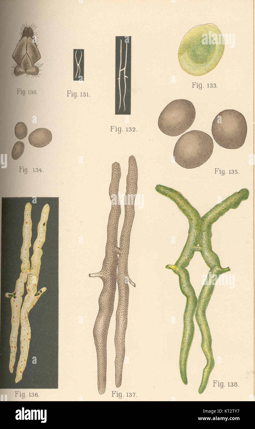 An anatomical study illustrating the ovary and seminal receptacle ...
