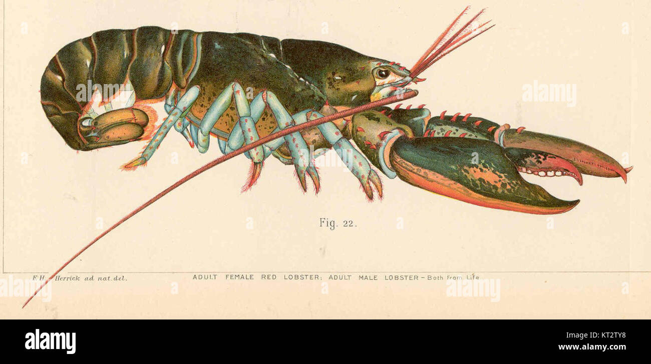 Sea creatures claws hi-res stock photography and images - Alamy