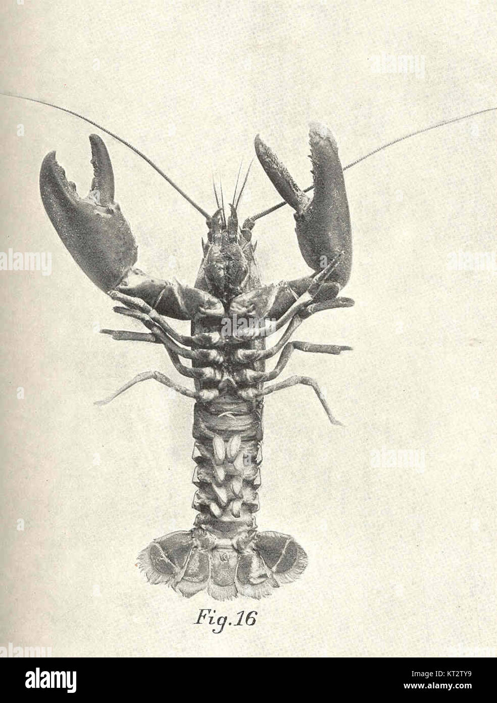 Female stages of life hi-res stock photography and images - Alamy