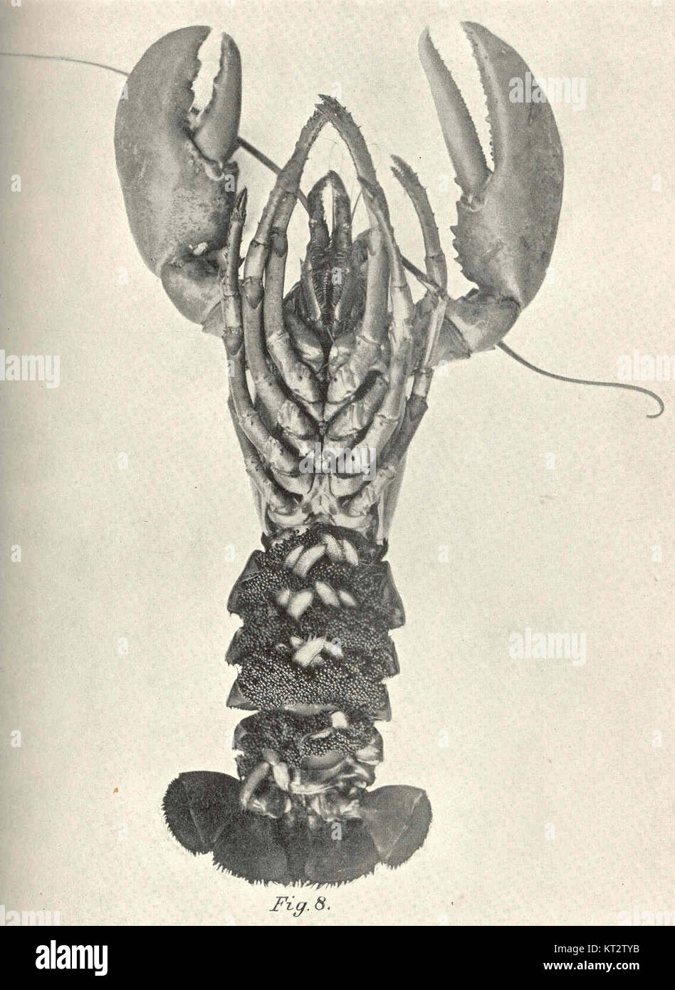 A detailed image of an adult female lobster (Homarus americanus ...