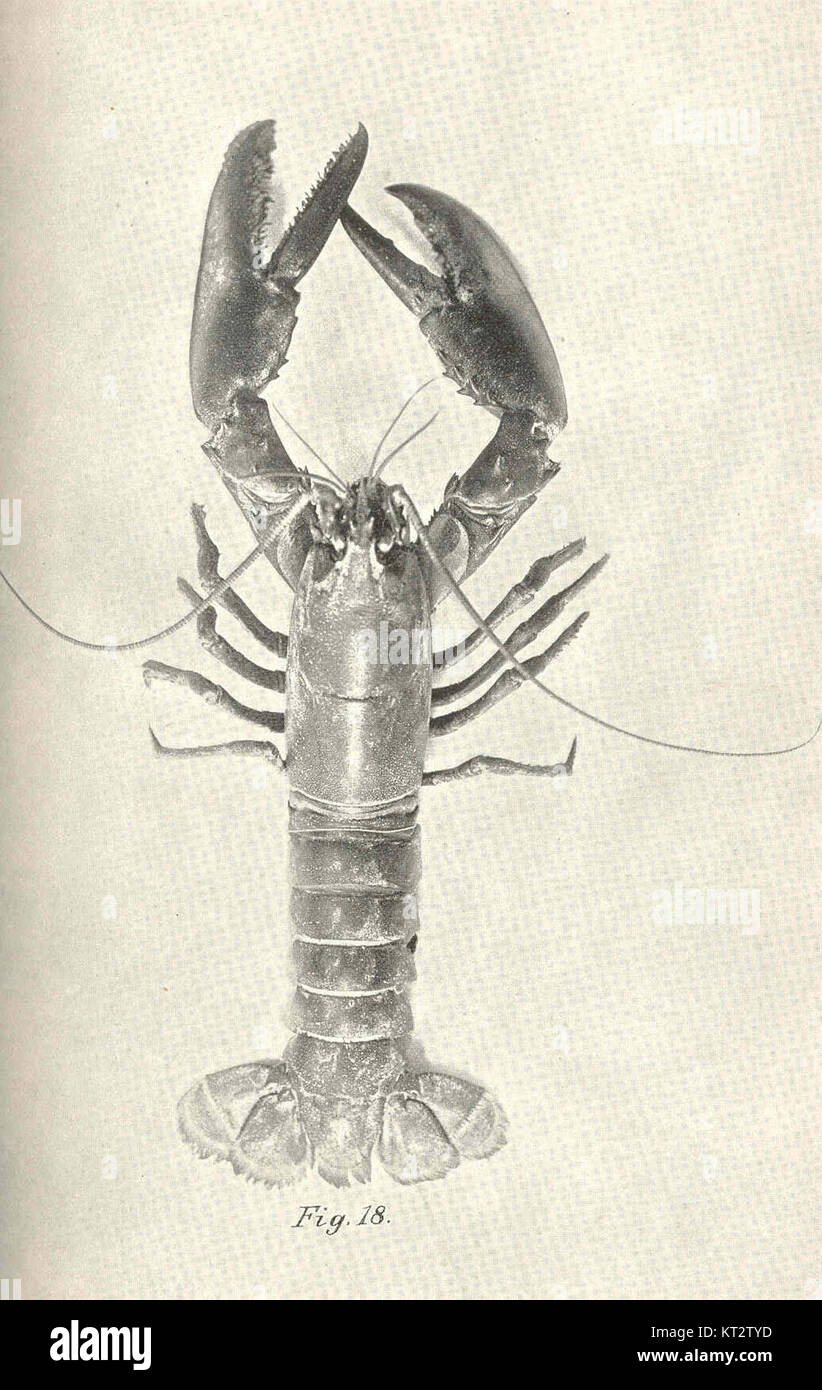 This image shows an immature male lobster, a young marine crustacean ...