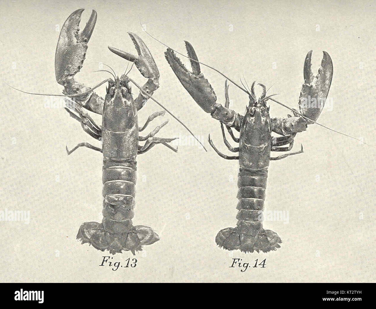 Creatures large claw hi-res stock photography and images - Alamy