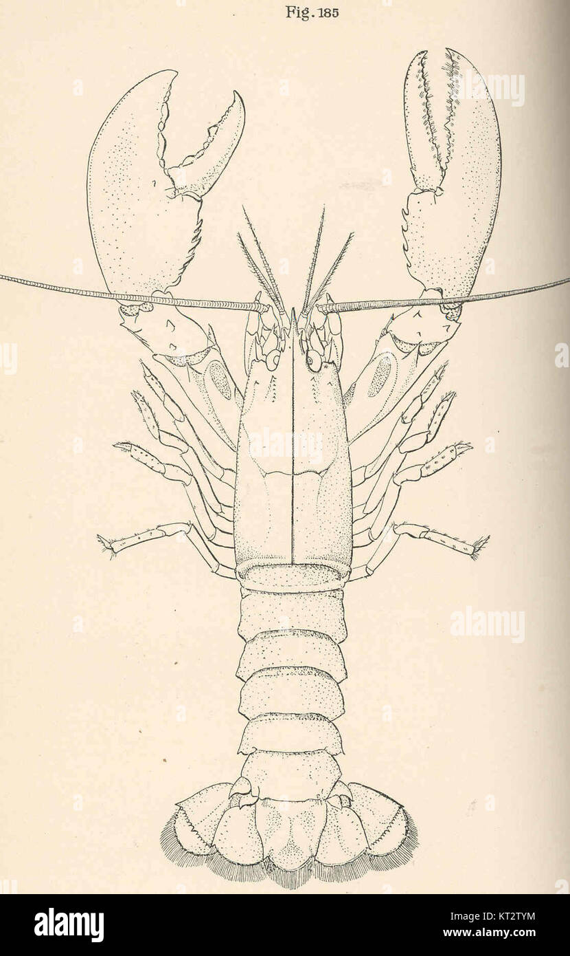 Crustacean exoskeleton hi-res stock photography and images - Alamy