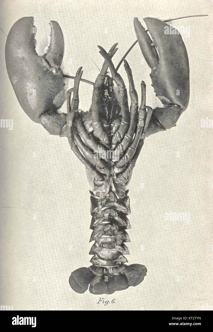 The image shows the ventral view of an adult male lobster, showcasing ...