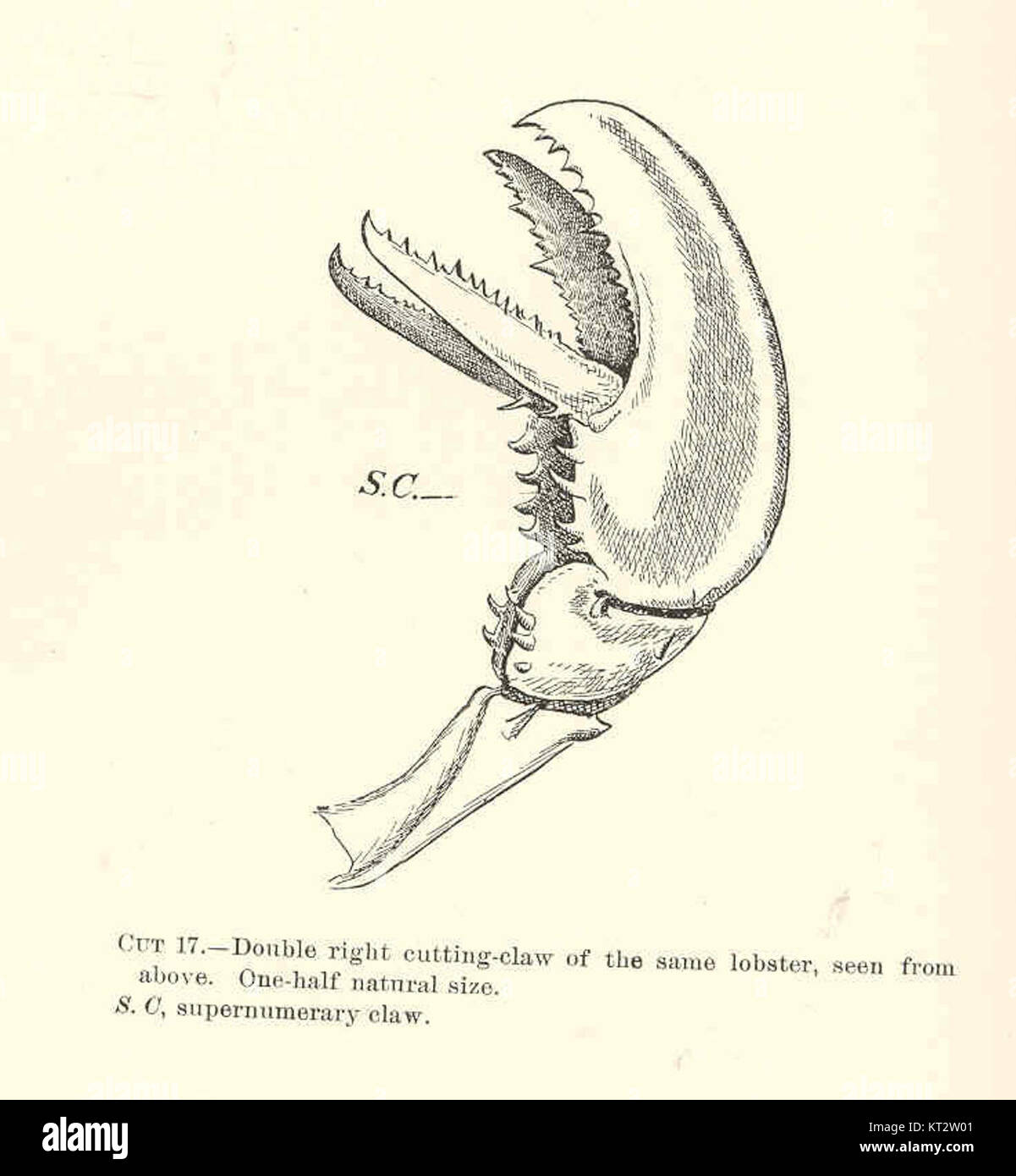 The double right cutting claw of a lobster, as seen from above, is a ...