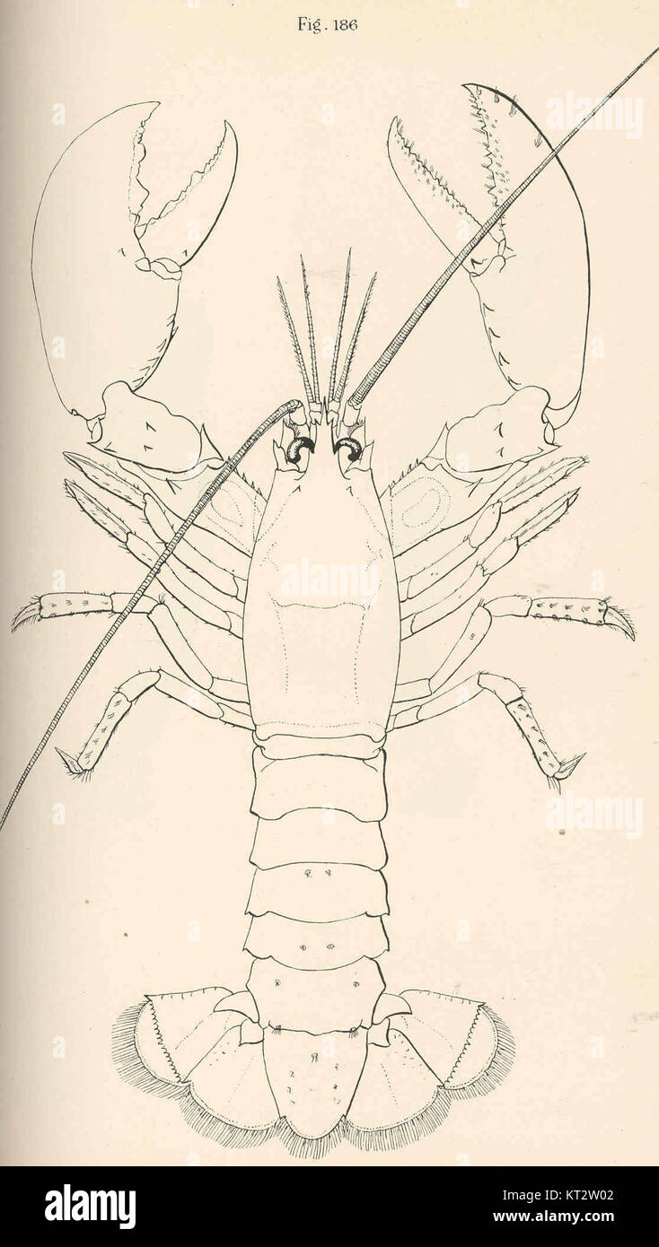 39157 Cast-Off Shell Stock Photo - Alamy