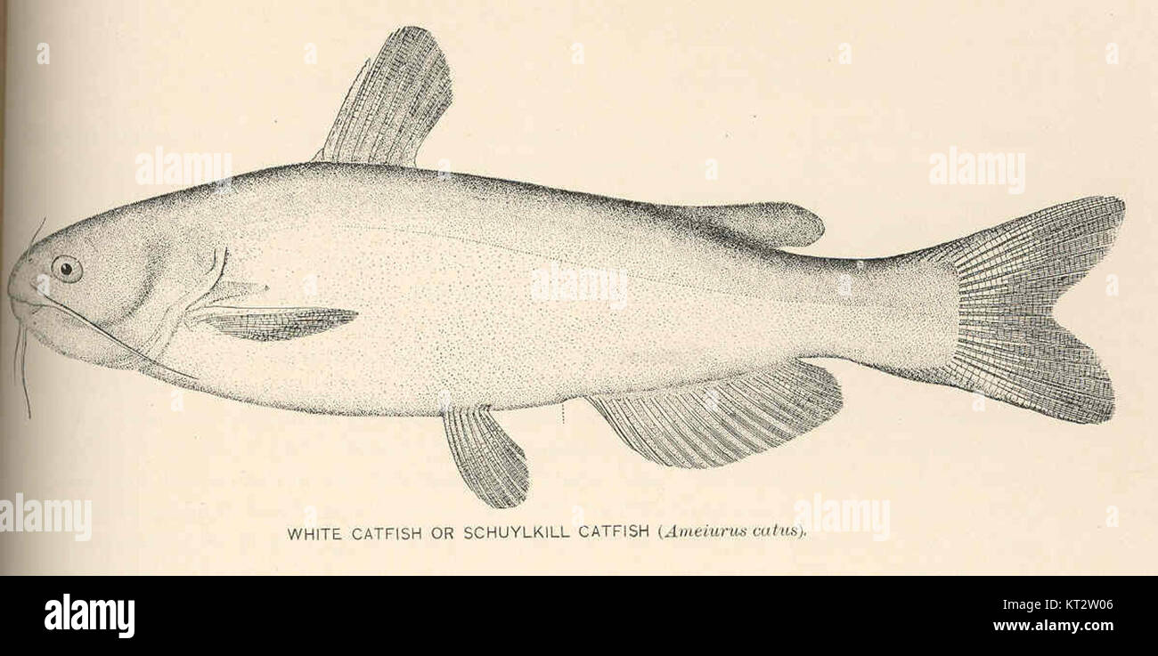 The White Catfish, also known as the Schuylkill Catfish (Ameiurus catus ...