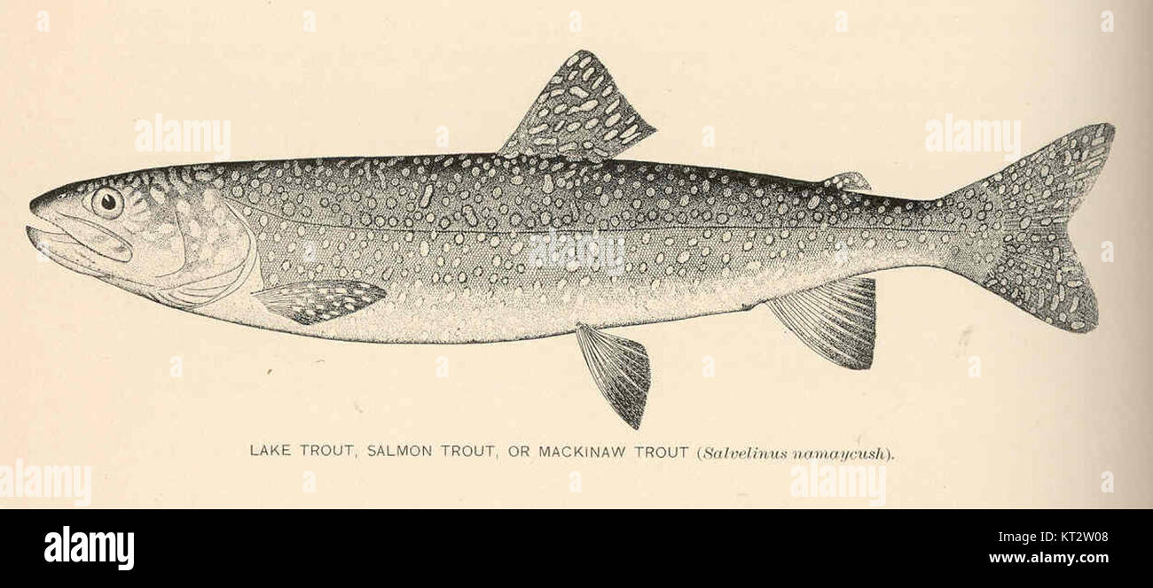 The 39178 specimen represents a Lake Trout, also known as Salmon Trout ...