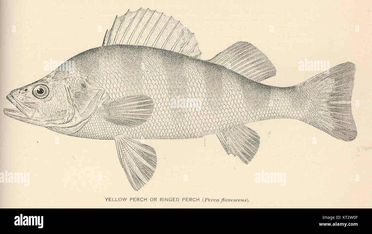 39183 Yellow Perch or Ringed Perch (Perca flavescens Stock Photo - Alamy