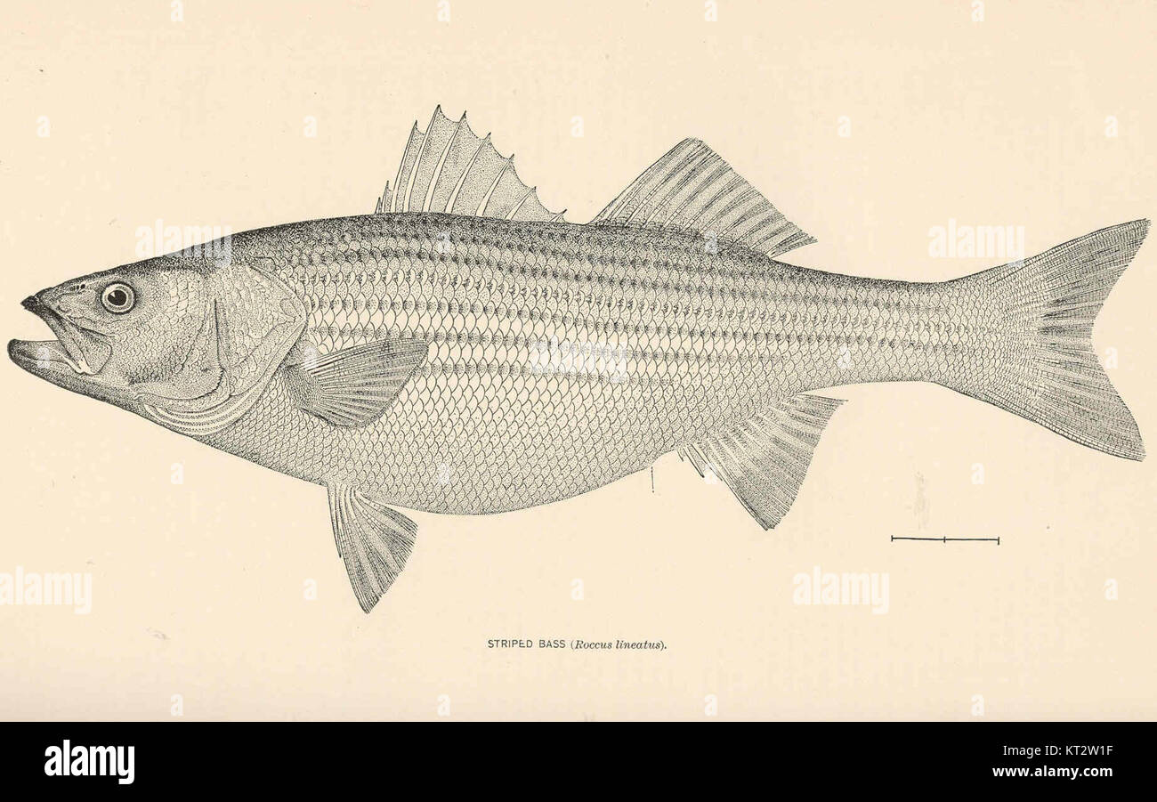 Roccus lineatus hi-res stock photography and images - Alamy