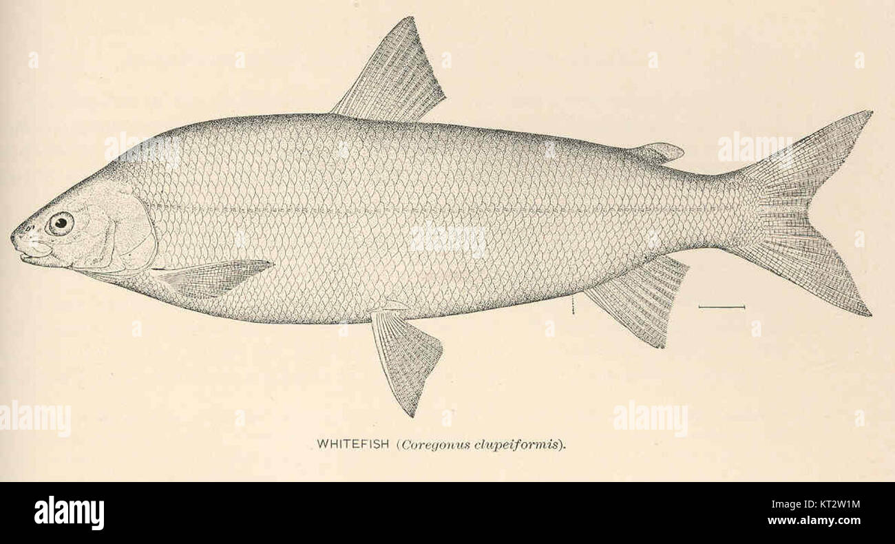 Coregonus clupeiformis, also known as Whitefish, is a freshwater ...