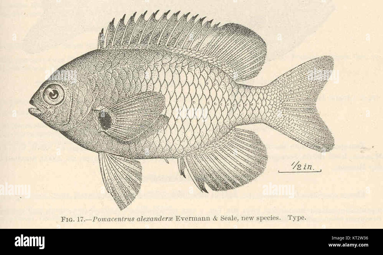 An image or scientific illustration of Pomacentrus alexanderae, a new ...