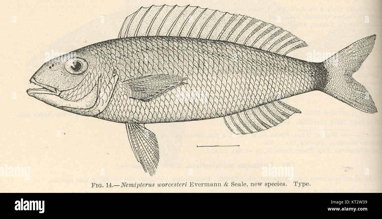 Nemipterus worcesteri, described by Evermann & Seale, is a newly ...