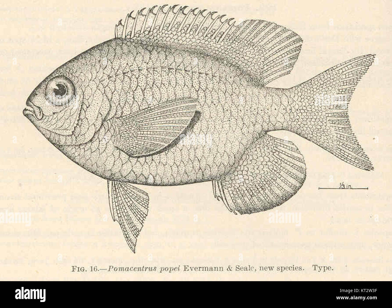 Pomacentrus popei, a newly identified species of fish, is part of the ...