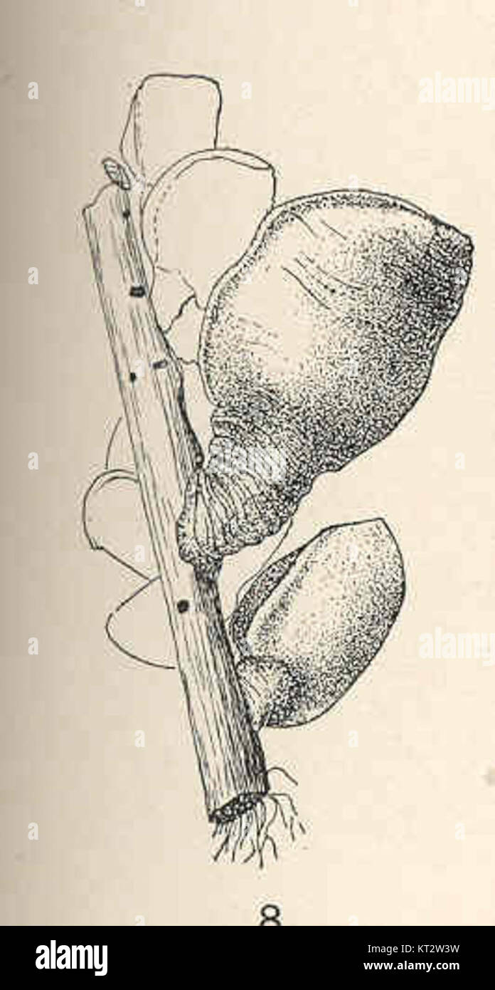 The specimen 39246 Alepas percarinata Cotypes refers to a set of ...