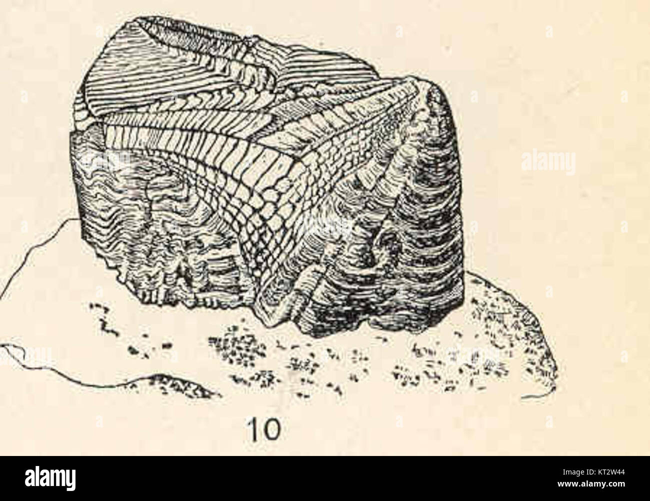 Verruca halotheca is a species of barnacle studied for its distinctive ...