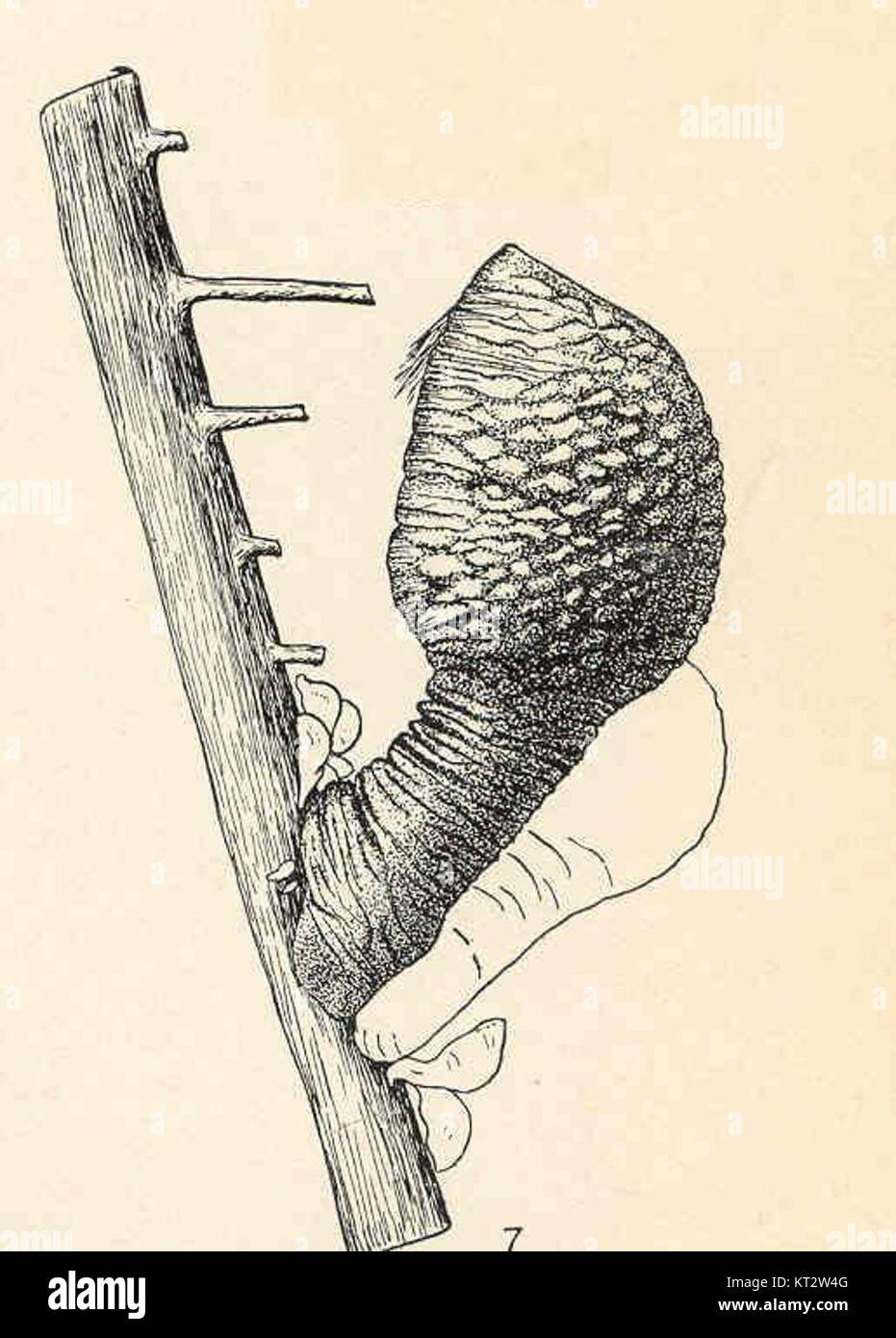 Alepas rex Type refers to a species or classification, possibly in ...