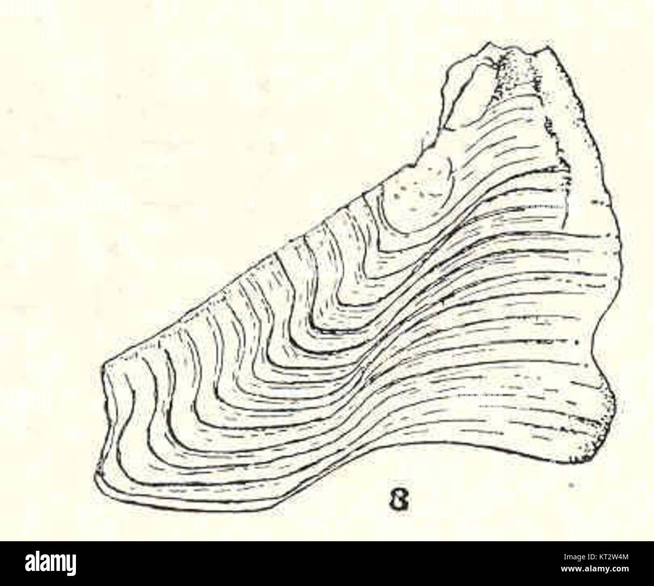 Galeatus hi-res stock photography and images - Alamy