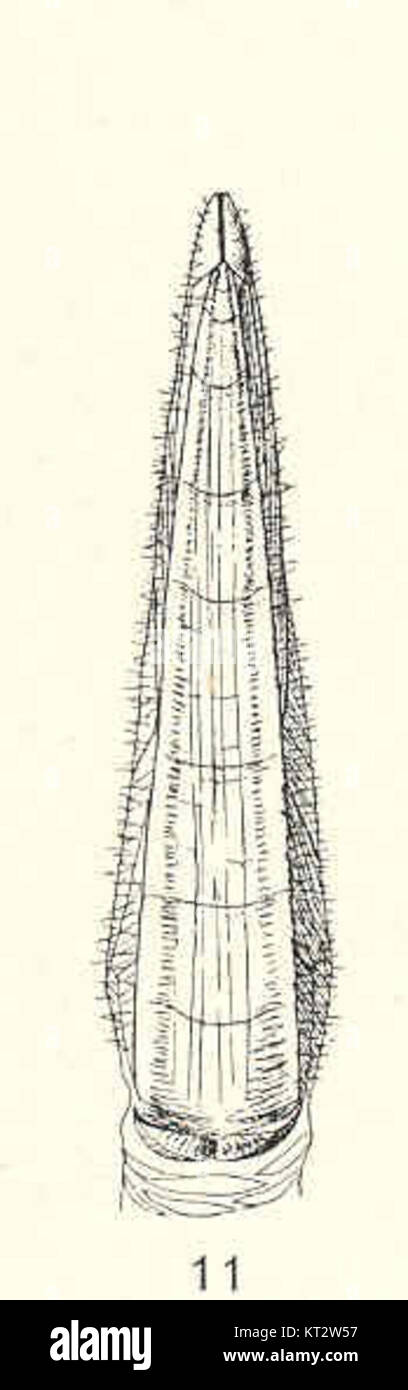 This image shows Scalpellum proximum, a species of marine organism ...