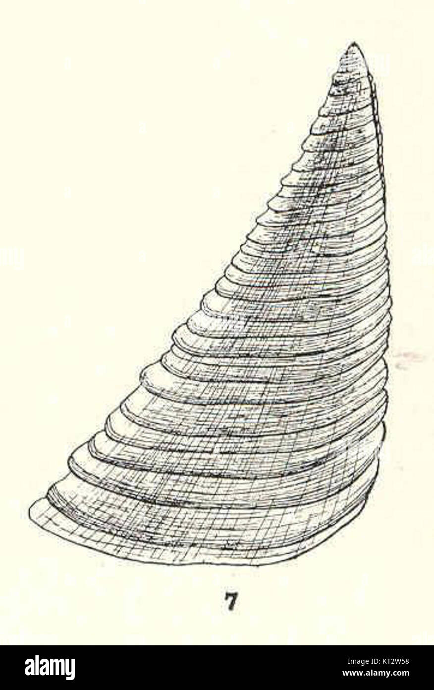 Balanus flos is a species of barnacle, part of the crustacean family ...
