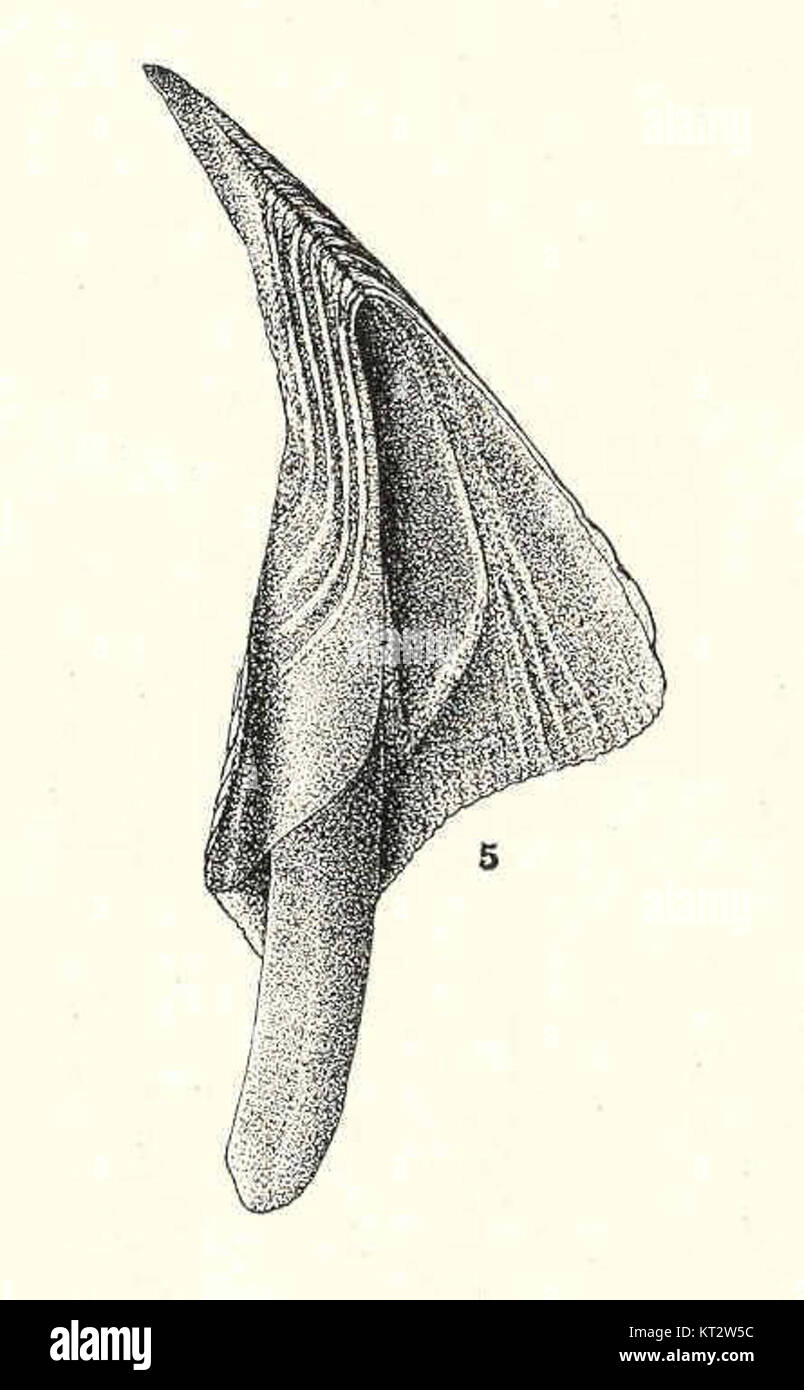 Shell attachment hi-res stock photography and images - Alamy