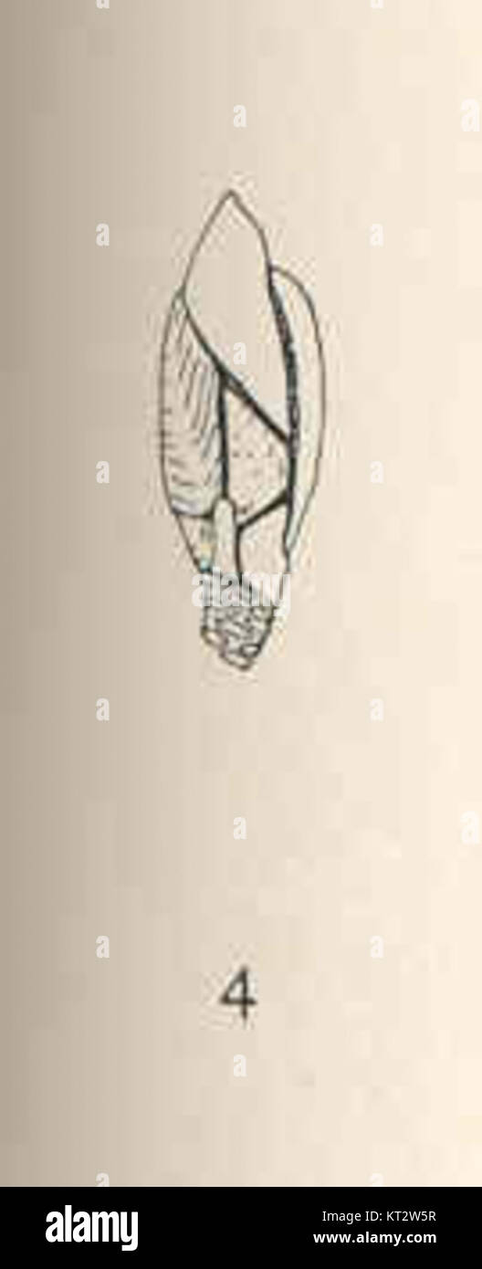 This image shows the Scalpellum larvale variety from station 4382 ...