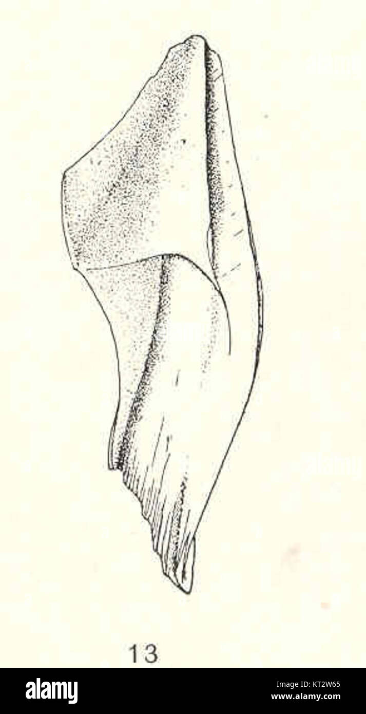 Balanus evermanni is a species of barnacle, notable for its distinctive ...