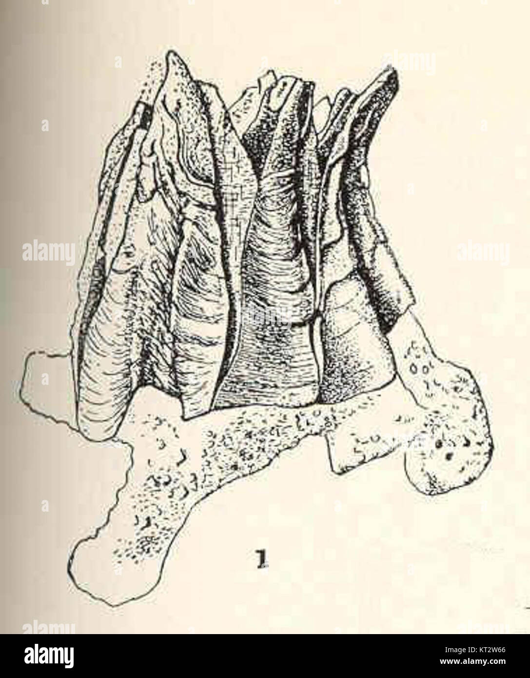 The species Balanus flos is a type of barnacle known for its unique ...